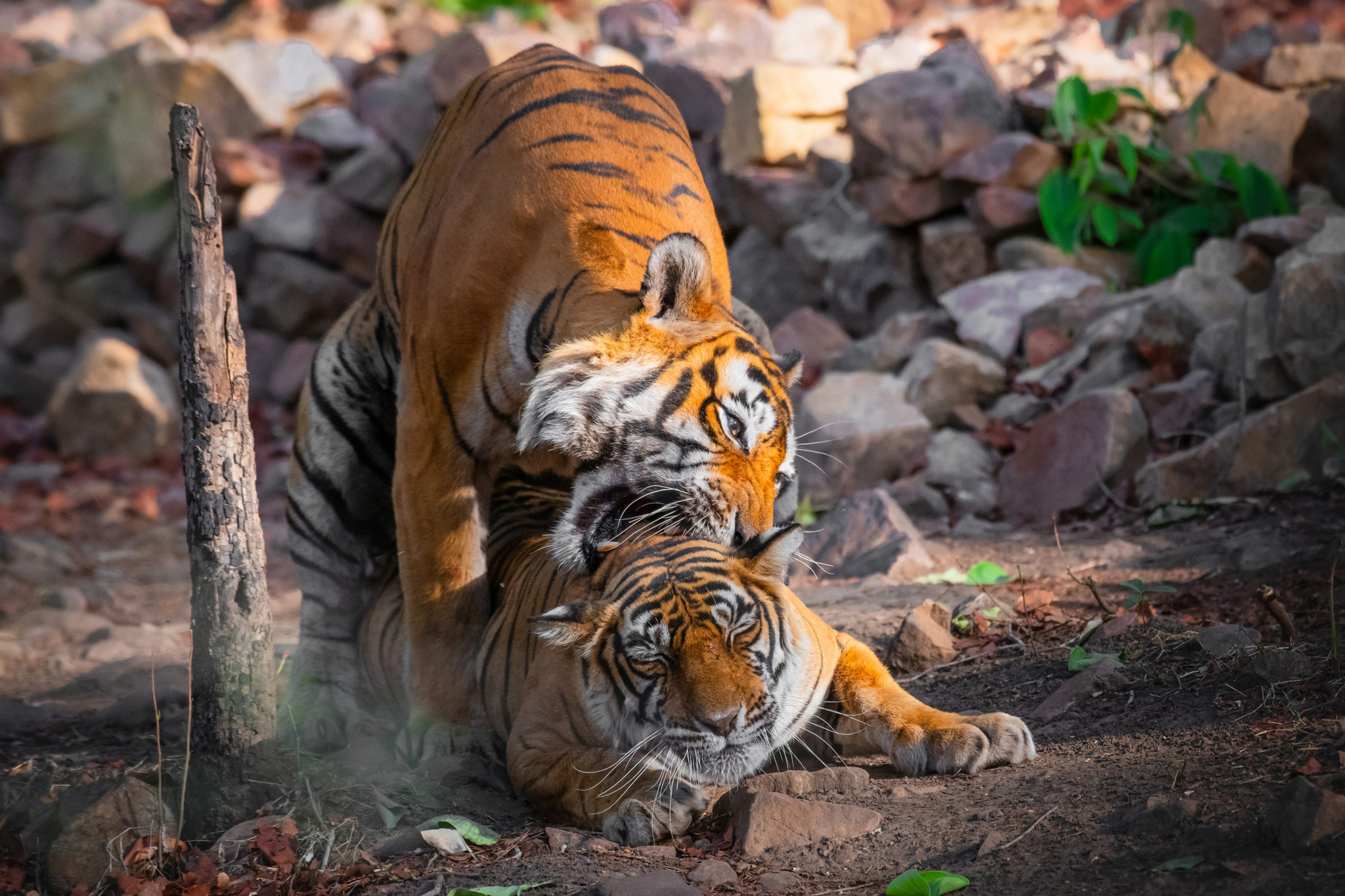 Kerala’s Wildlife Photographers Seema Suresh and Aparna Purushothaman