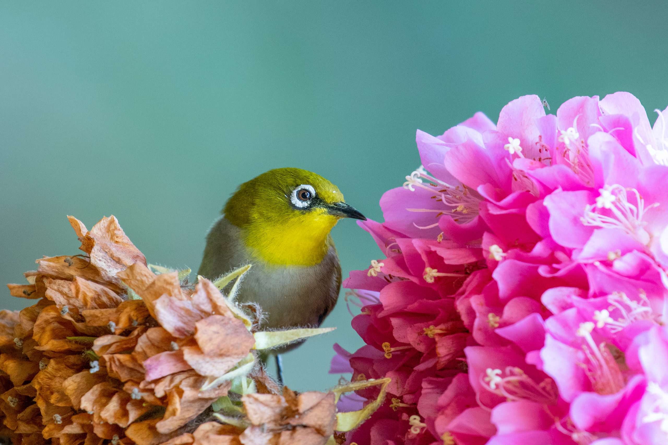 Kerala’s Wildlife Photographers Seema Suresh and Aparna Purushothaman